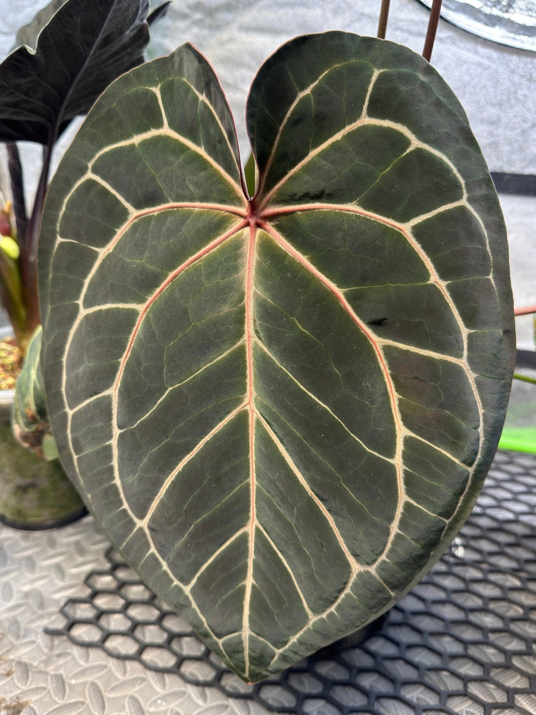 Anthurium Docblock X Dark Phoenix Goliath USA SELLER - Etsy