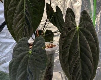Anthurium Antolakii X Portillae Blister Variegated Mutation USA SELLER ...