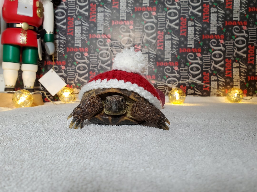 Santa Hat Turtle/tortoise Cosy - Etsy
