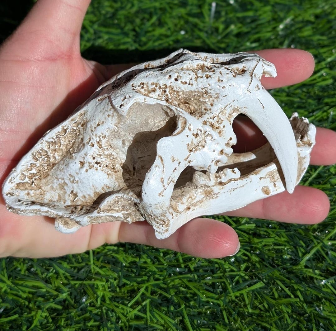 4.8" Sabertooth Tiger Skull Replica. Casted Resin and Painted for ...