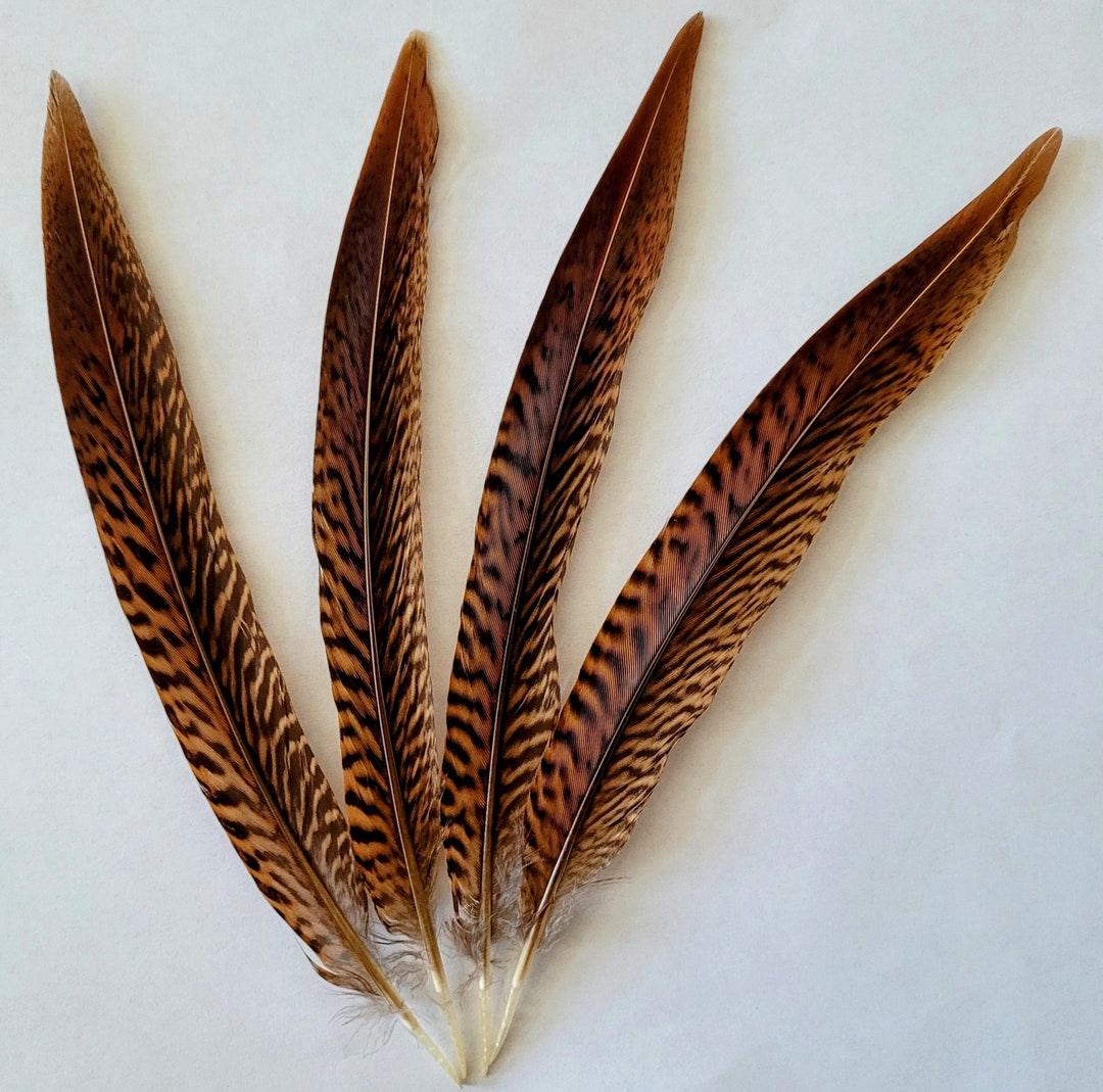 Natural Golden Pheasant Tails Feathers in Sizes 6"-8" (single or 10 per ...