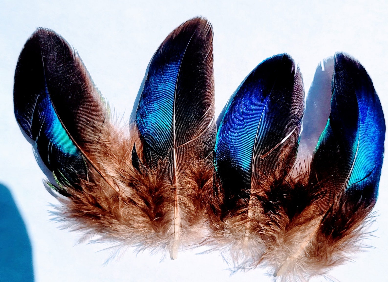 Natural Real Peacock Blue Plumage / Feathers in Sizes 2-4" (1piece or ...