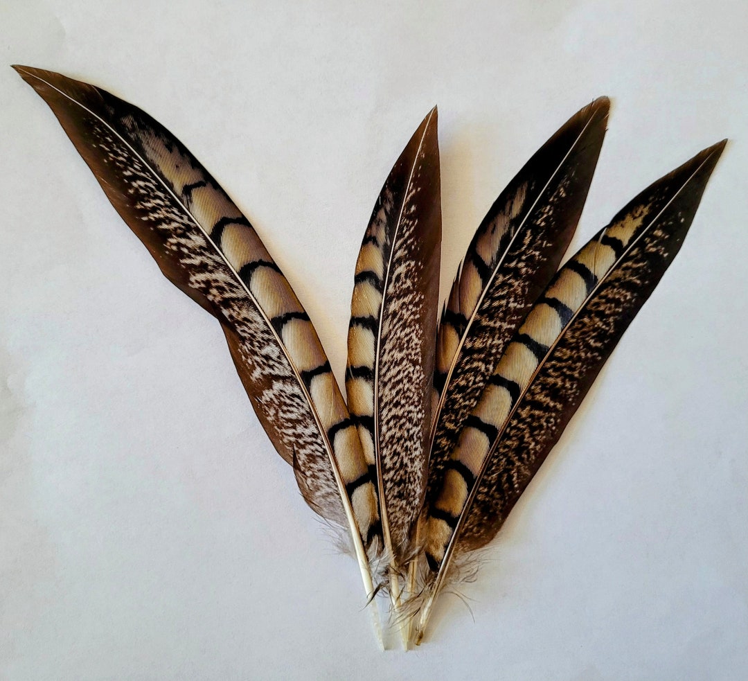 Natural Lady Amherst Feathers in Sizes 4" up Till 8"(unit Single Pc and ...