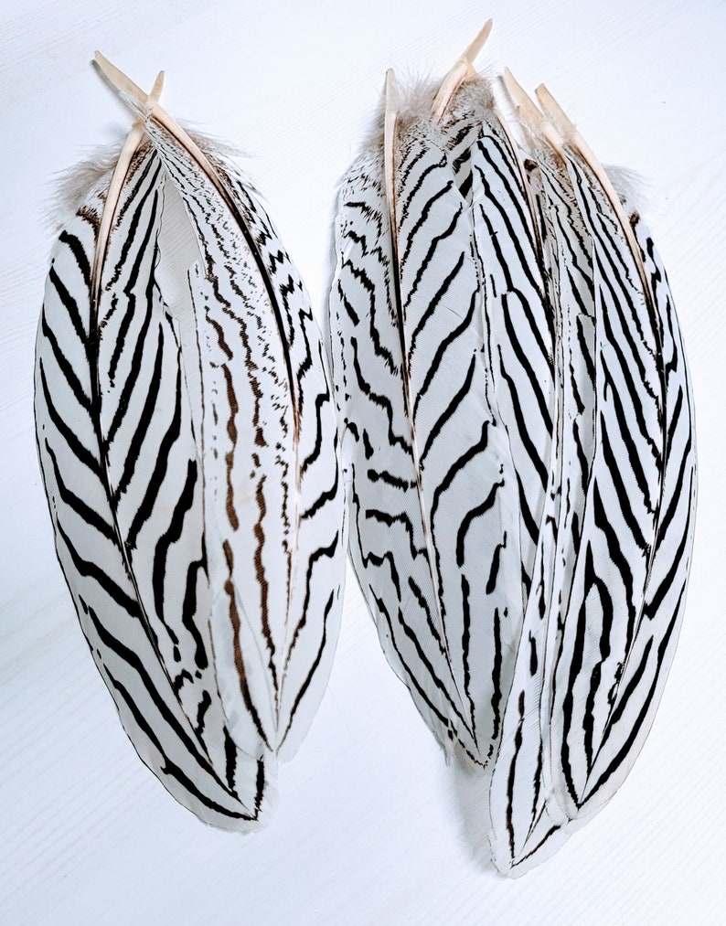 Natural Silver Pheasant Wing Quill Feathers in Sizes 4" up and 6"- 8 ...