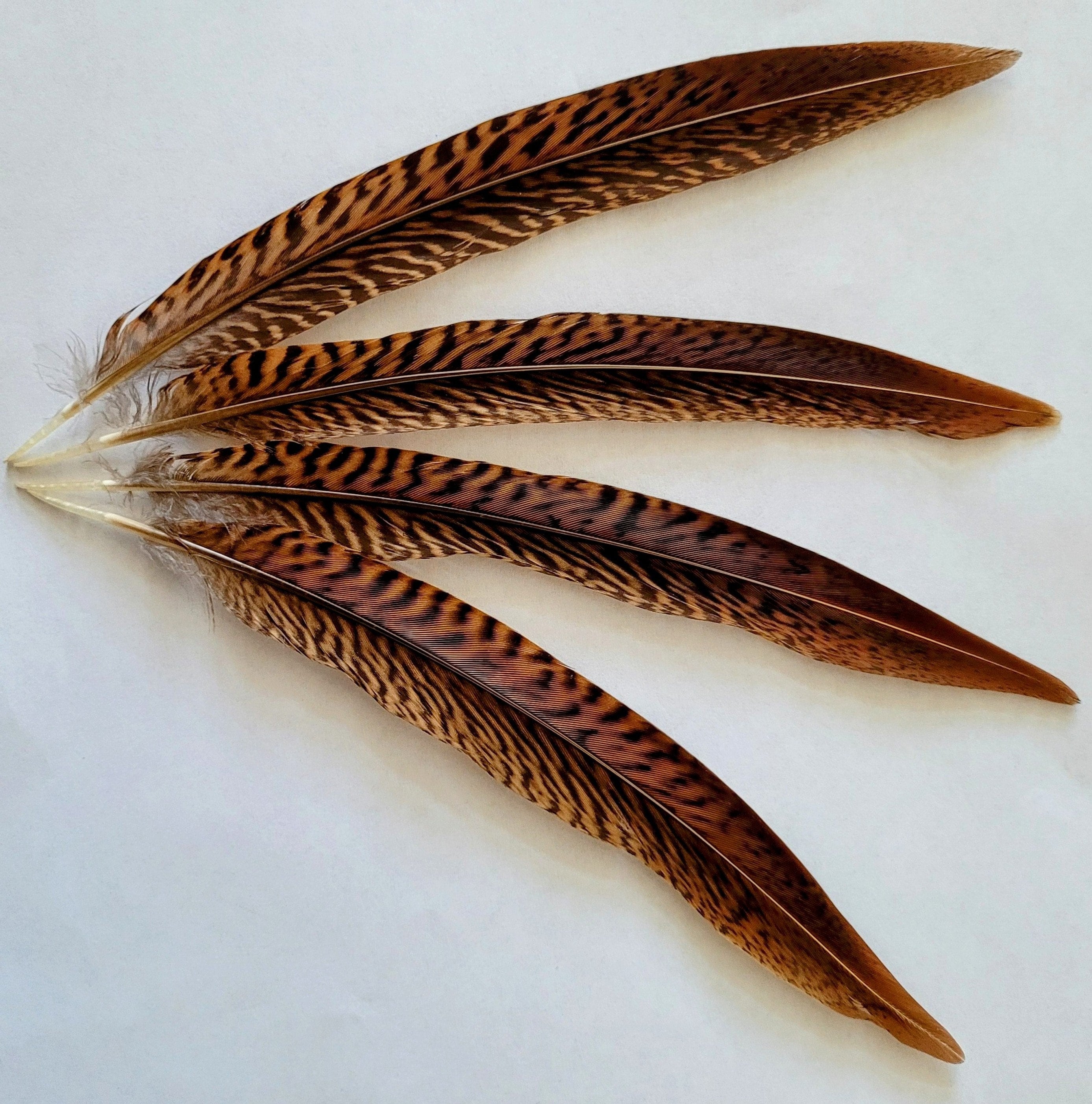 Natural Golden Pheasant Tails Feathers in Sizes 6"-8" (single or 10 per ...