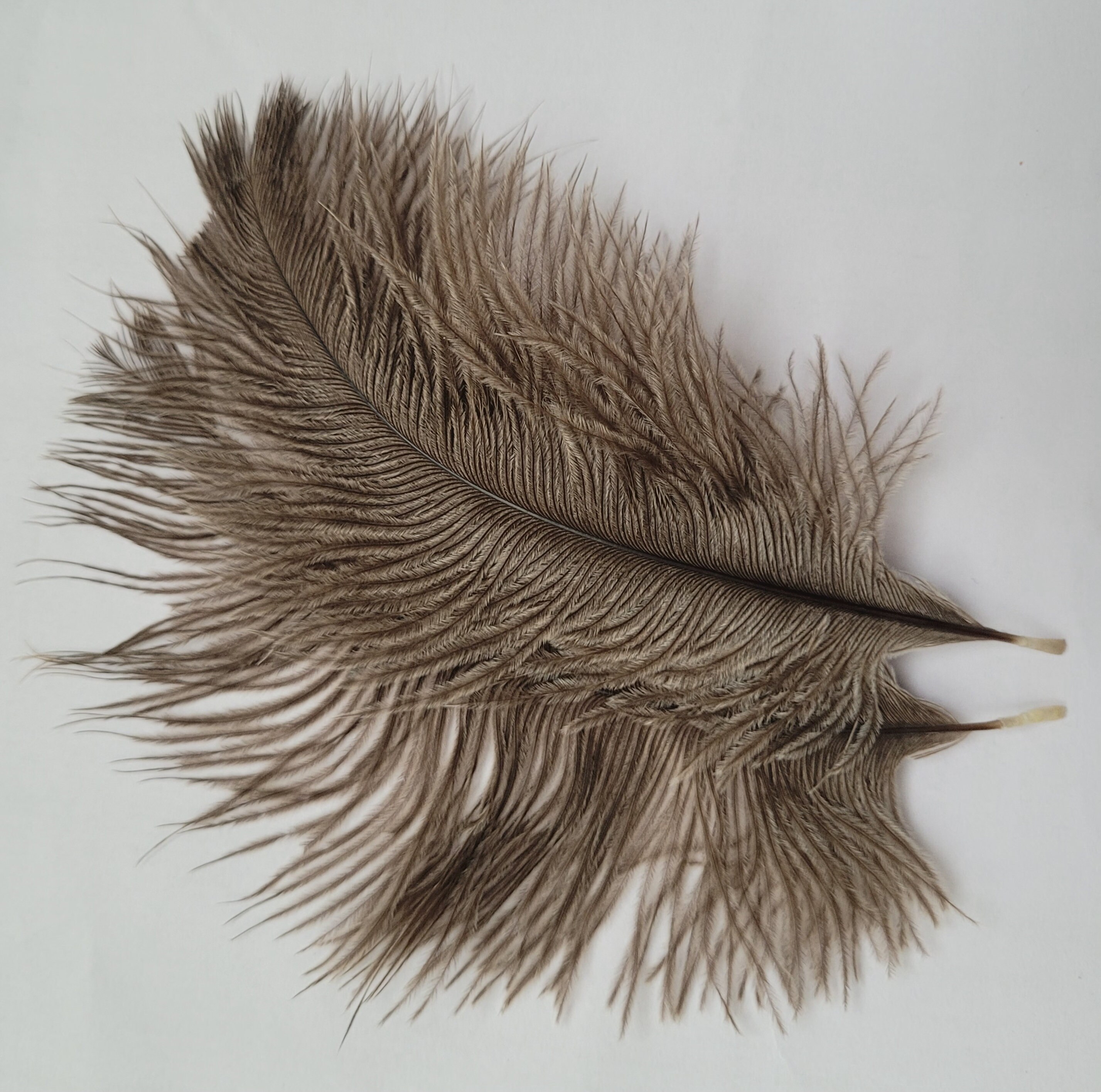 Natural Ostrich Drab Feathers Greyish Black Size 4-6" / 6-7" Unit 10/20 ...