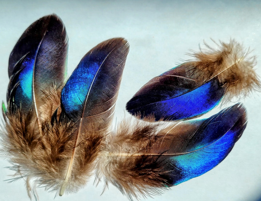 Natural Real Peacock Blue Plumage / Feathers in Sizes 2-4" (1piece or ...