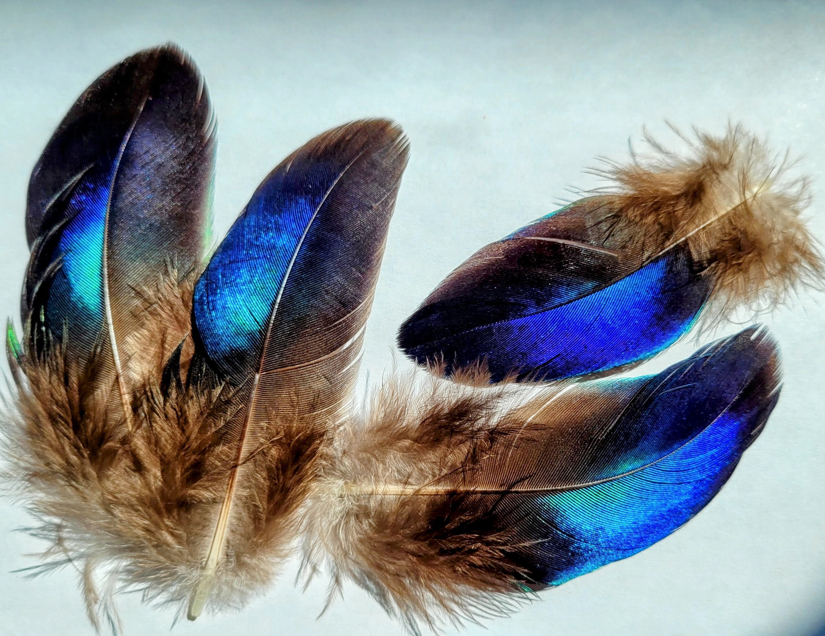 Natural Real Peacock Blue Plumage / Feathers in Sizes 2-4" (1piece or ...