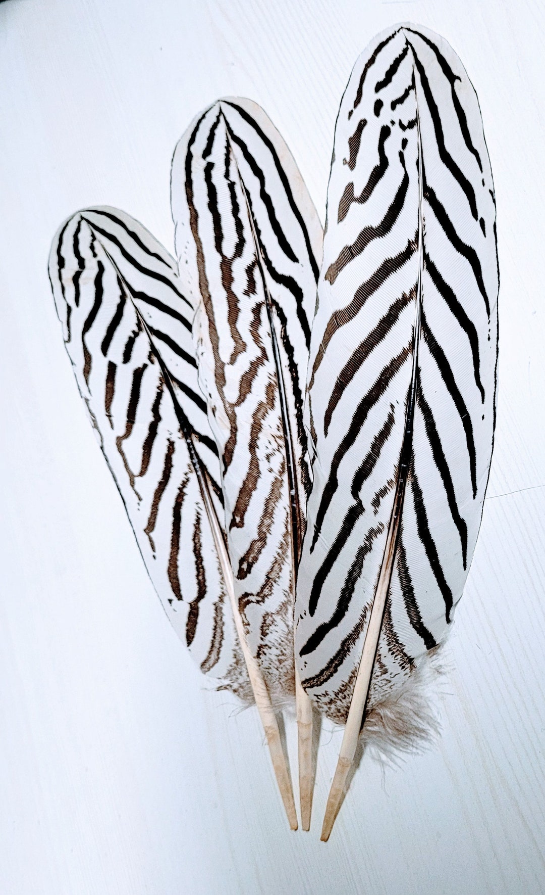 Natural Silver Pheasant Wing Quill Feathers in Sizes 4" up and 6"- 8 ...