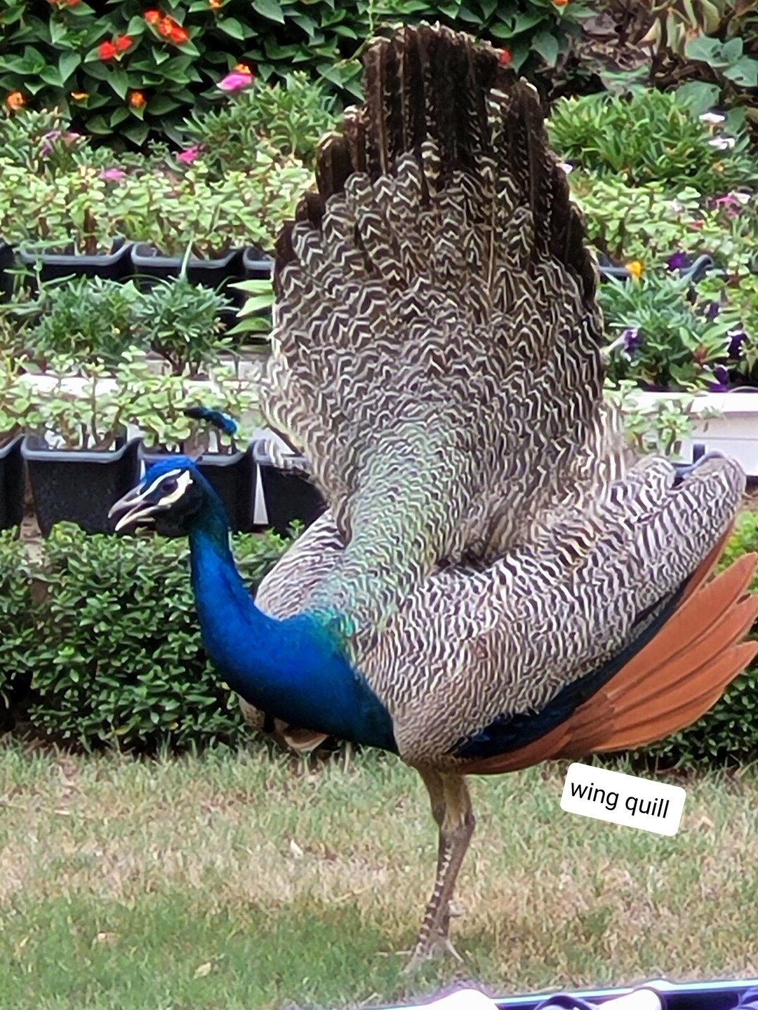 Natural Real Peacock Wing Quill Tan / Reddish Brown Feathers Sizes 9 ...