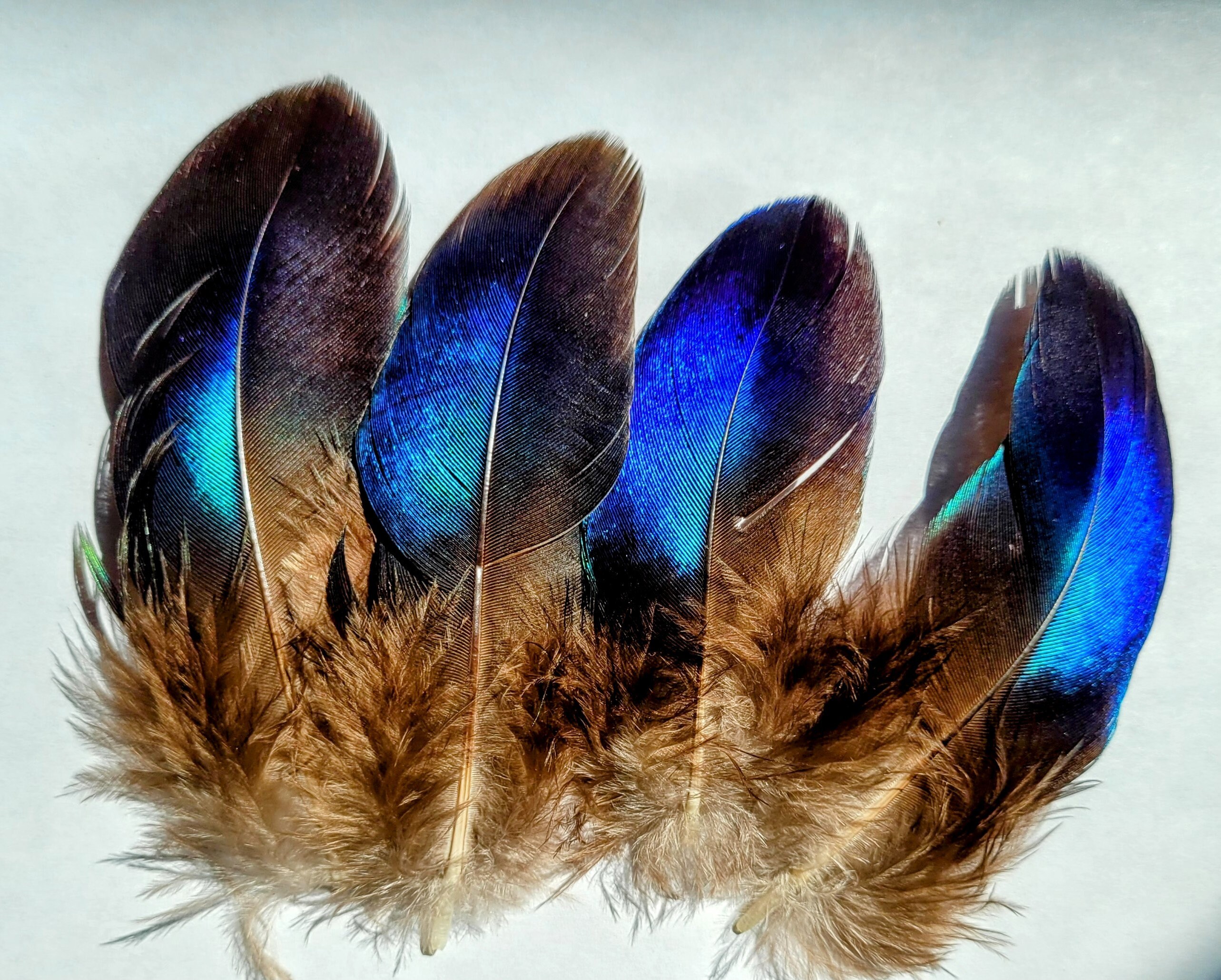 Natural Real Peacock Blue Plumage / Feathers in Sizes 2-4" (1piece or ...