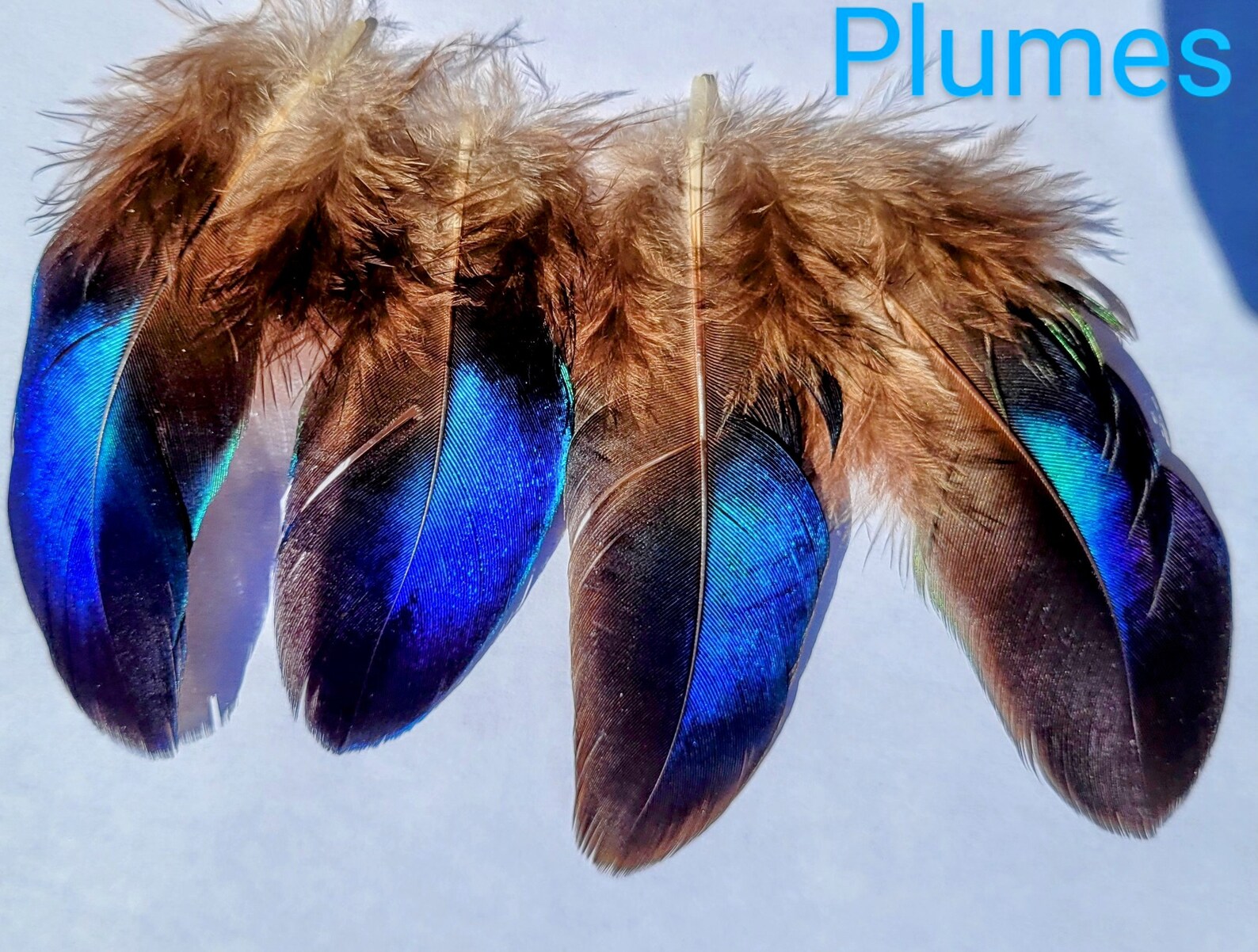 Natural Real Peacock Blue Plumage / Feathers in Sizes 2-4" (1piece or ...