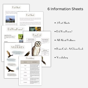 Birds of Prey Unit Study: Homeschool Elementary Worksheets (digital ...