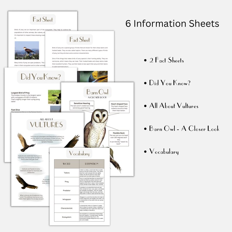 Birds of Prey Unit Study: Homeschool Worksheets (digital Download) - Etsy