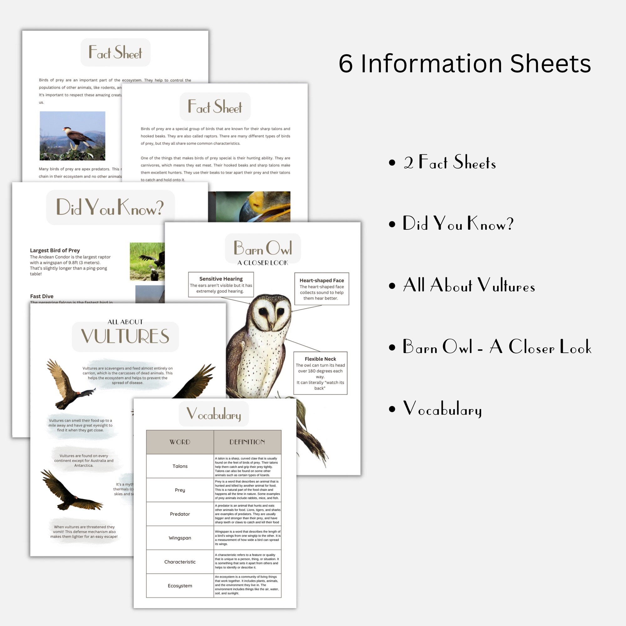 Birds of Prey Unit Study: Homeschool Elementary Worksheets (digital ...