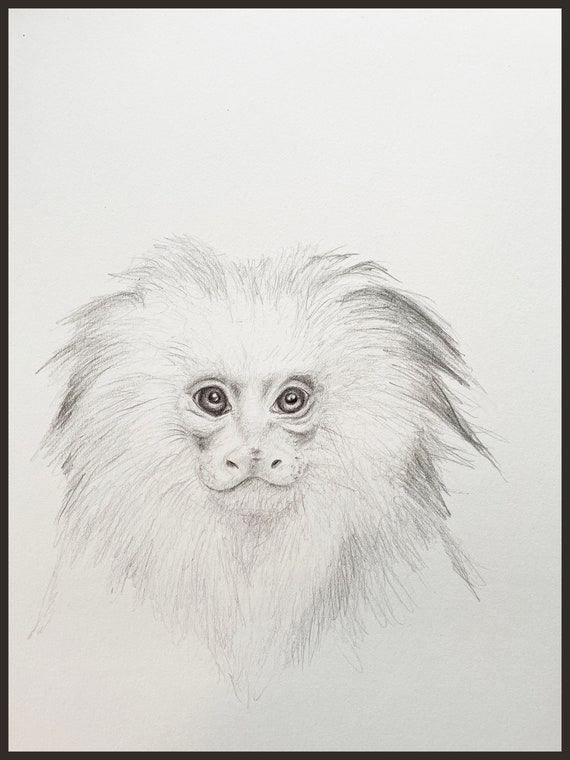 Golden Lion Tamarin Drawing