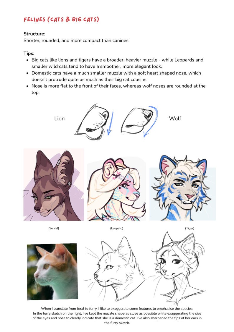 Jinx’s Furry Anatomy Guide - Etsy