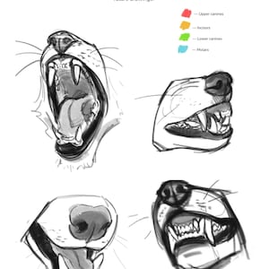 Jinx’s Furry Anatomy Guide - Etsy