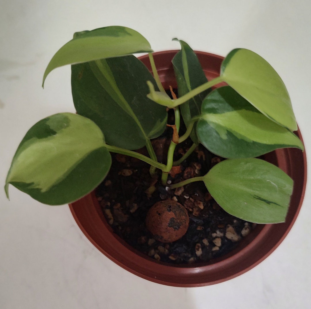 Pothos Brazil - Etsy