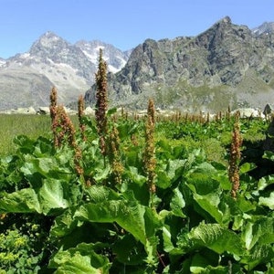 Organic Yellow Dock Root Rumex Alpinus Yellow Dock Root Tea Herbal ...