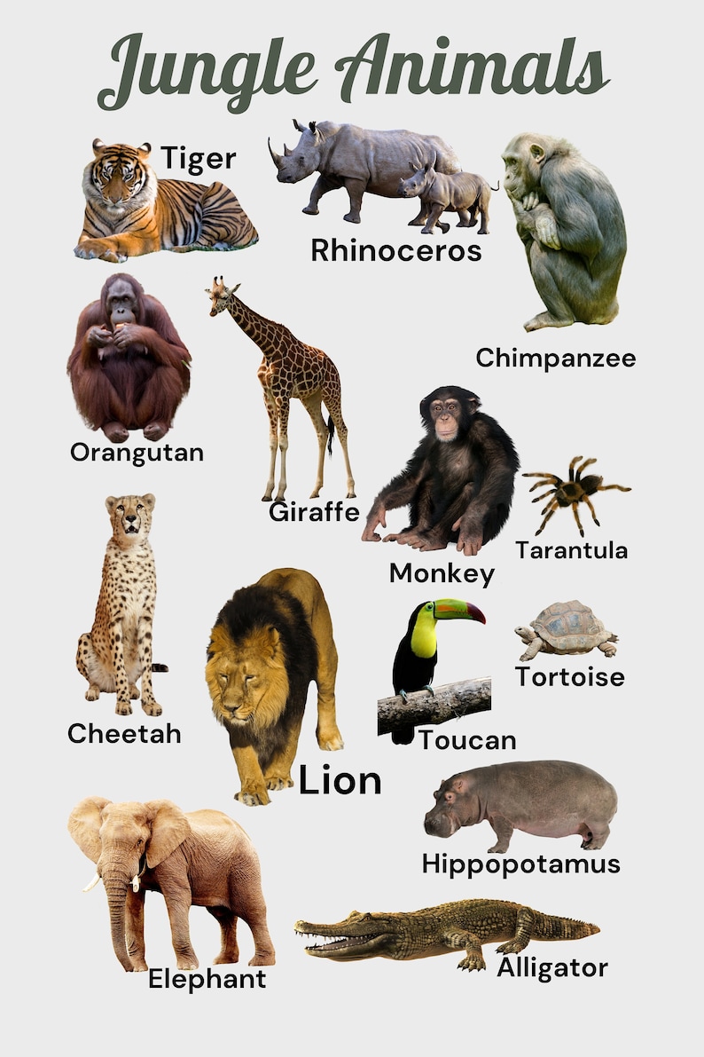 Printable Farm Animals and Jungle Animals for Kids Educational ...