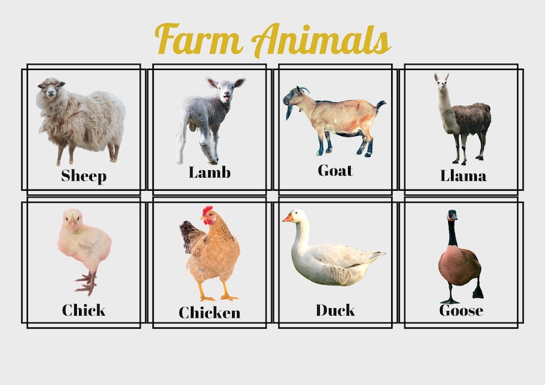 Printable Farm Animals and Jungle Animals for Kids Educational ...