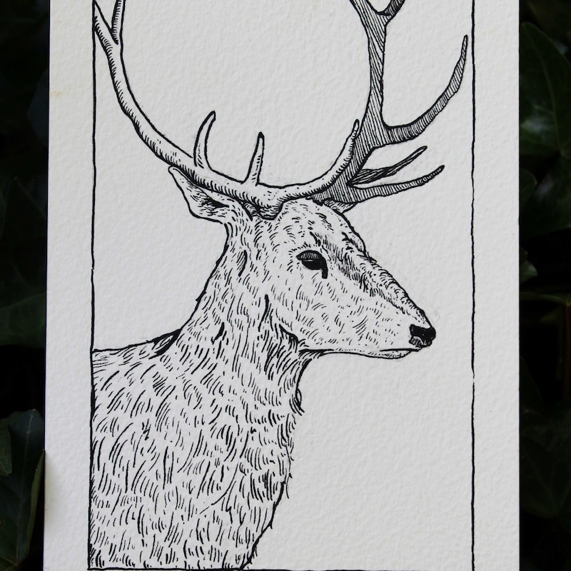 Pen and Ink Deer Art - Etsy