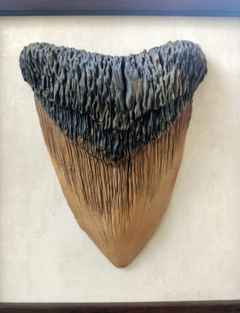 Handmade Ceramic Megalodon Tooth Wall Art: Framed Fossil Decor - Etsy