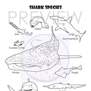 12 Shark Week Activity Sheets plus Answer Keys 1st Grade 2nd Grade ...