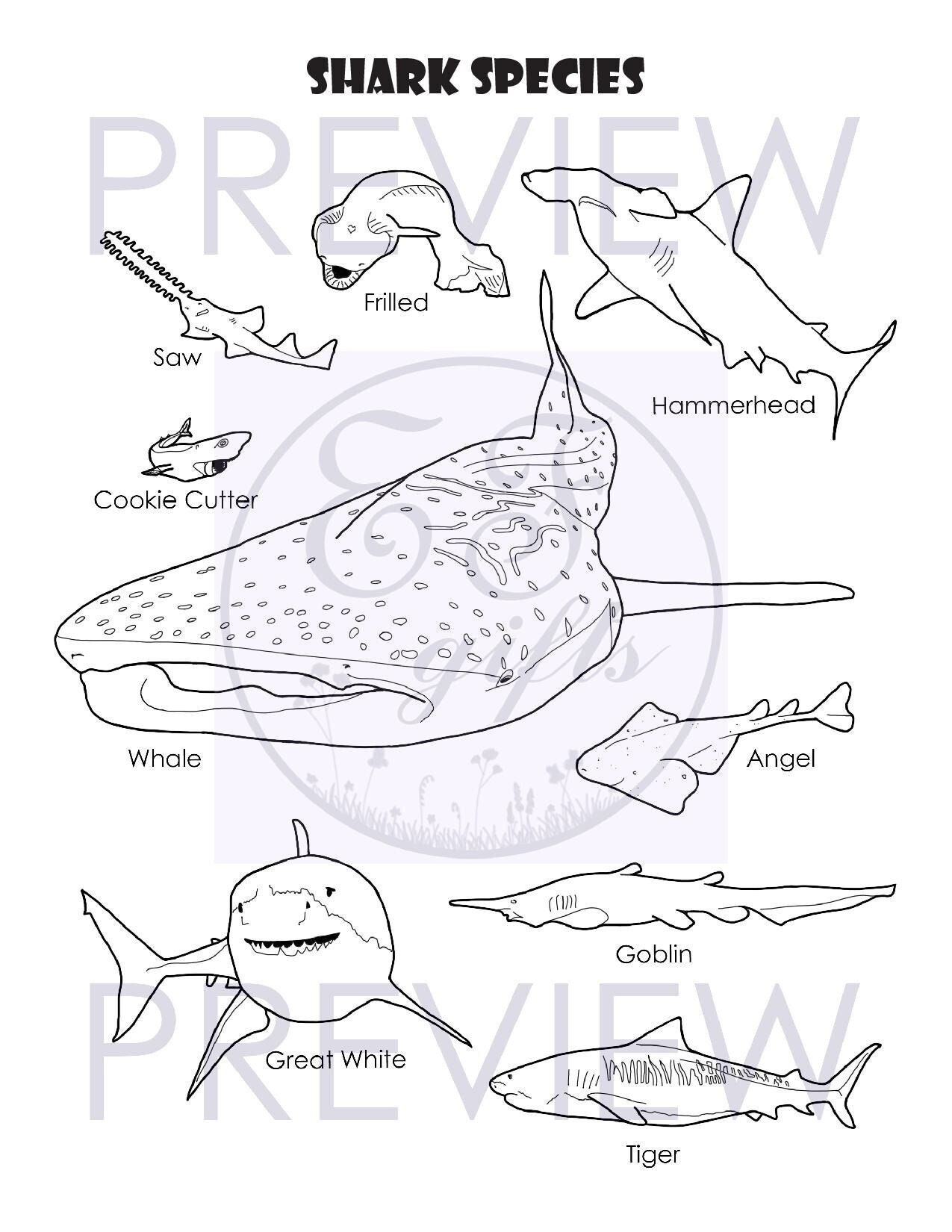 12 Shark Week Activity Sheets plus Answer Keys 1st Grade 2nd Grade ...