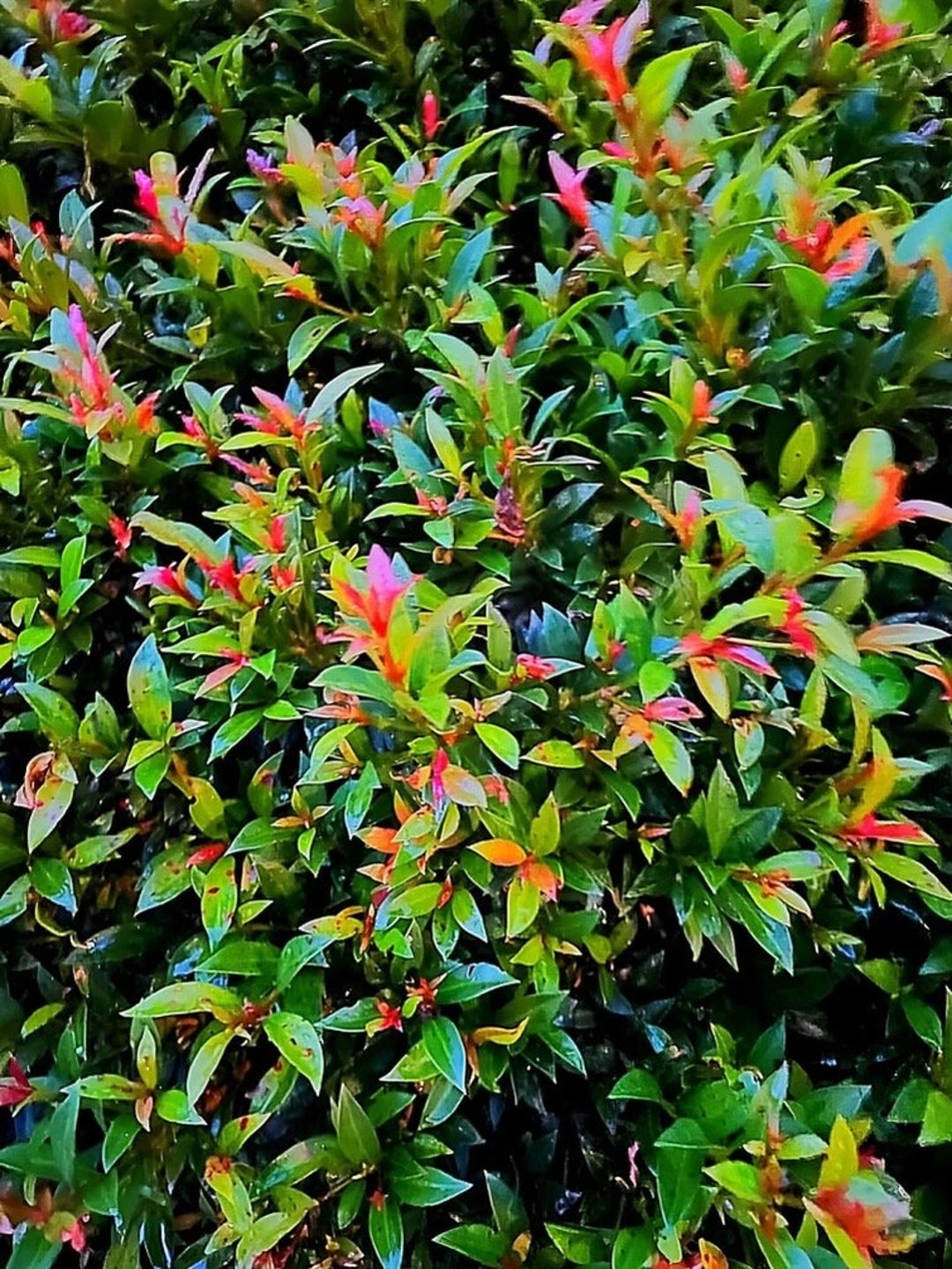 3 Brush Cherry Cuttings (syzygium Paniculatum) - Etsy
