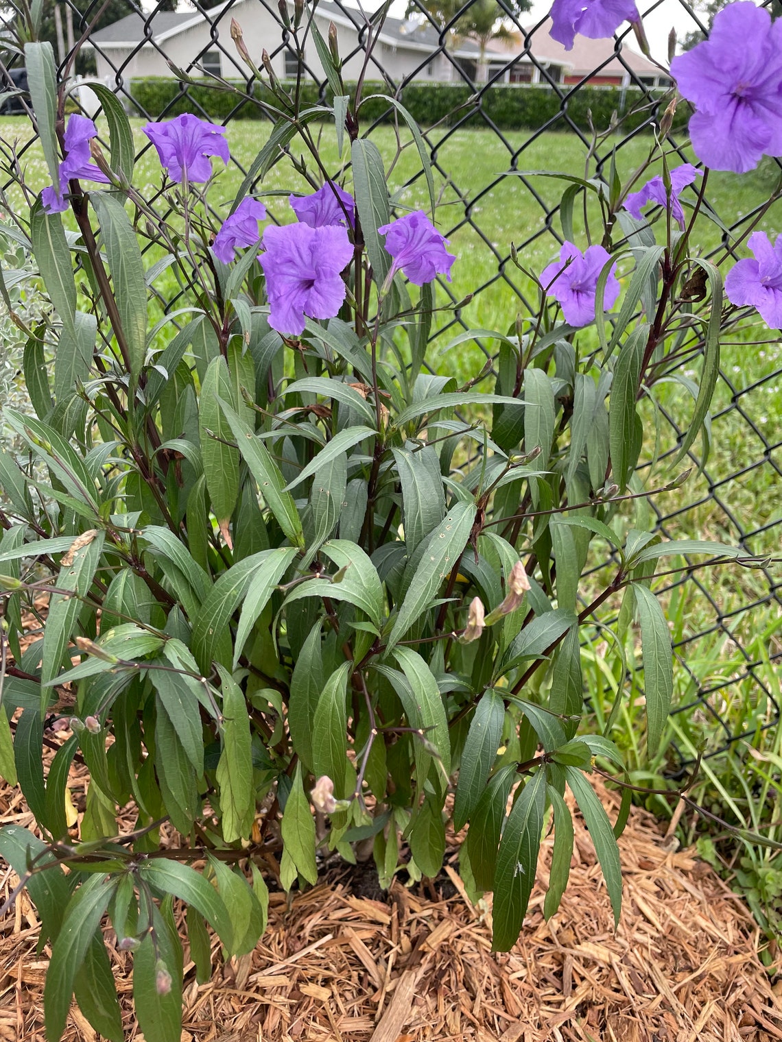 4 Mexican Petunia Cuttings (ruellia Simplex) - Etsy