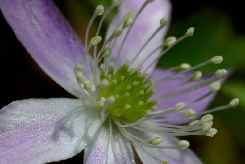 Oregon Anemone, (anemonoides Oregana) Wildflower Southern Oregon ...