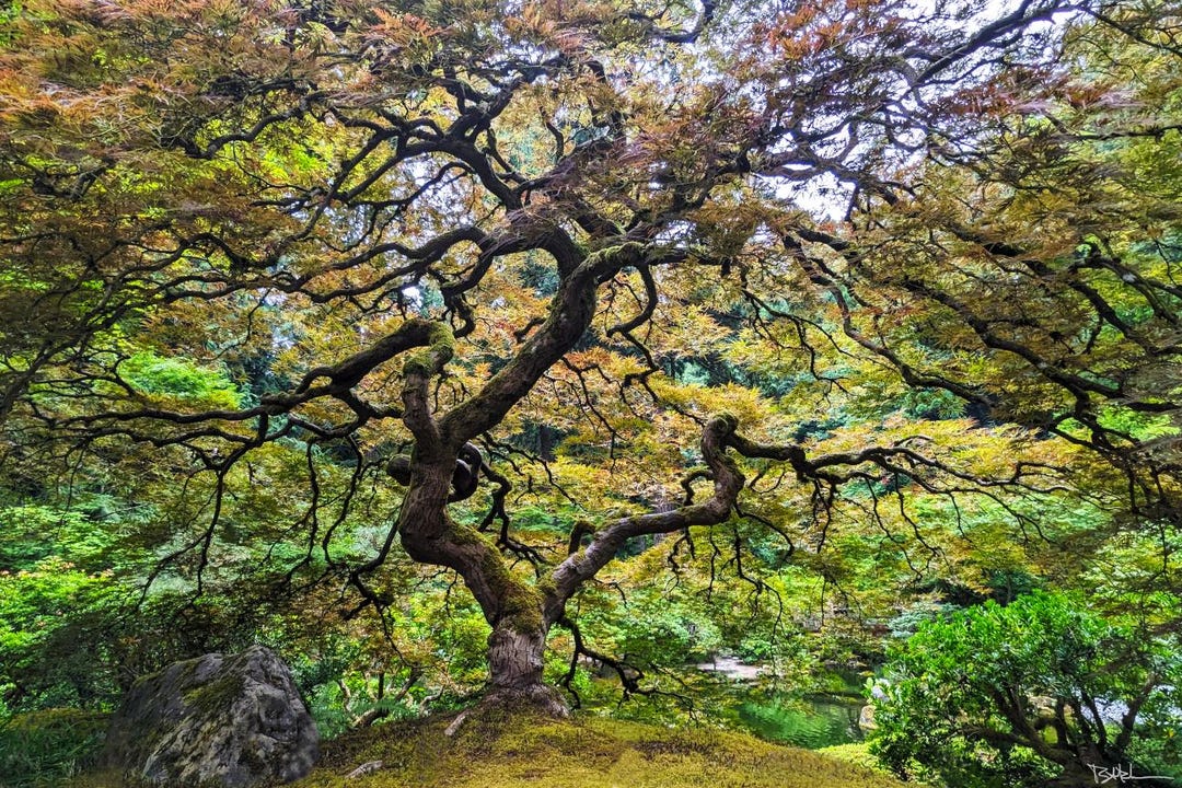 Japanese Maple Colors Spreading Twisted Branches Portland Oregon Nature ...