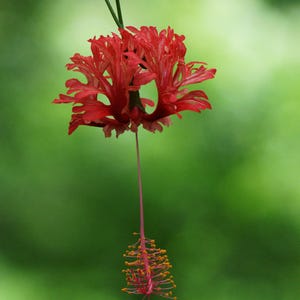 Japanese Lantern (hibiscus Schizopetalus) Flower Philippines Nature Red ...
