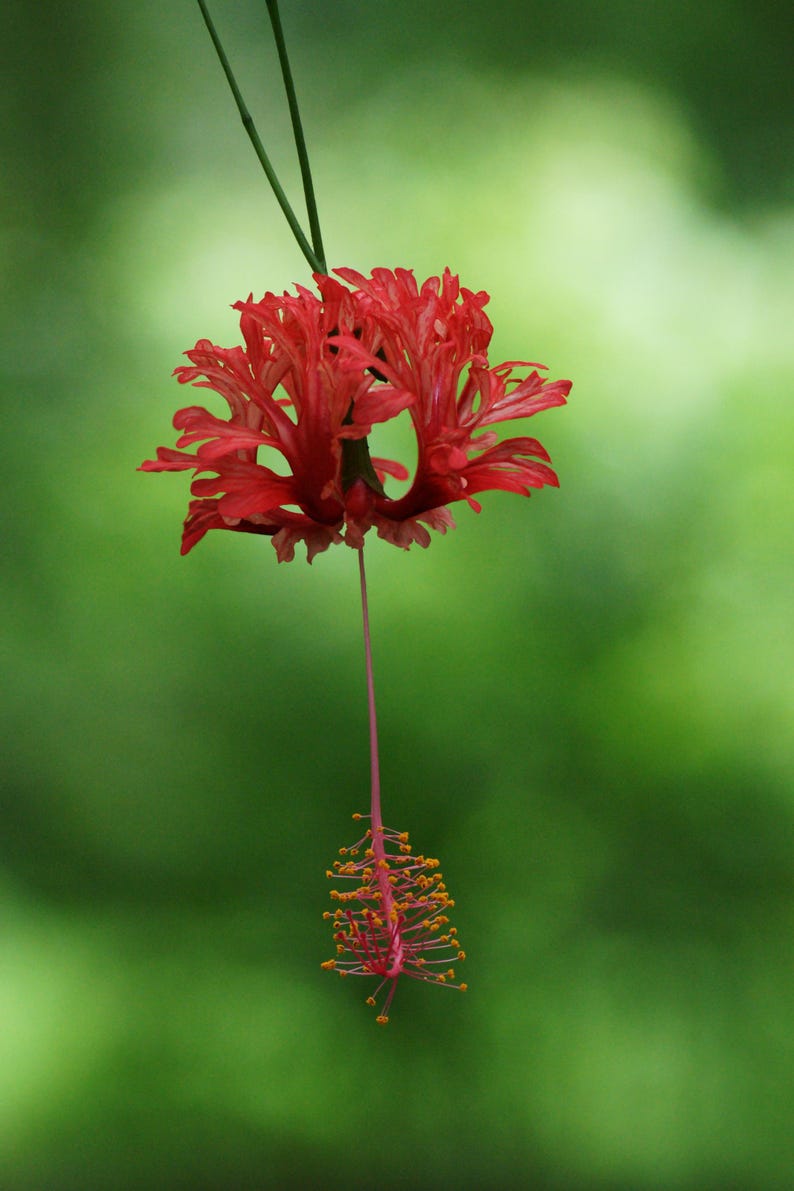 Japanese Lantern (hibiscus Schizopetalus) Flower Philippines Nature Red ...