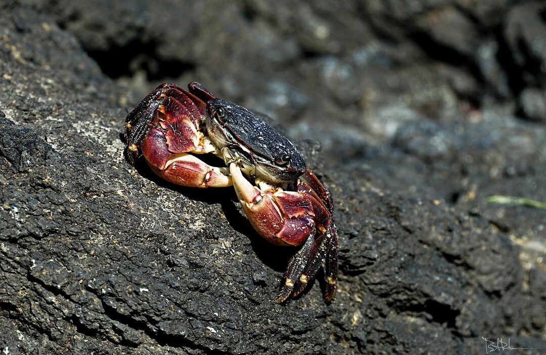 Striped Shore Crab (pachygrapsus Crassipes) Along the Oregon Coastline ...