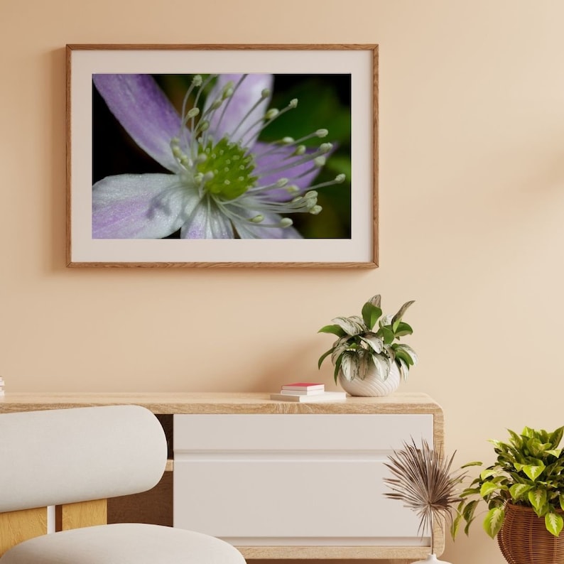 Oregon Anemone, (anemonoides Oregana) Wildflower Southern Oregon ...