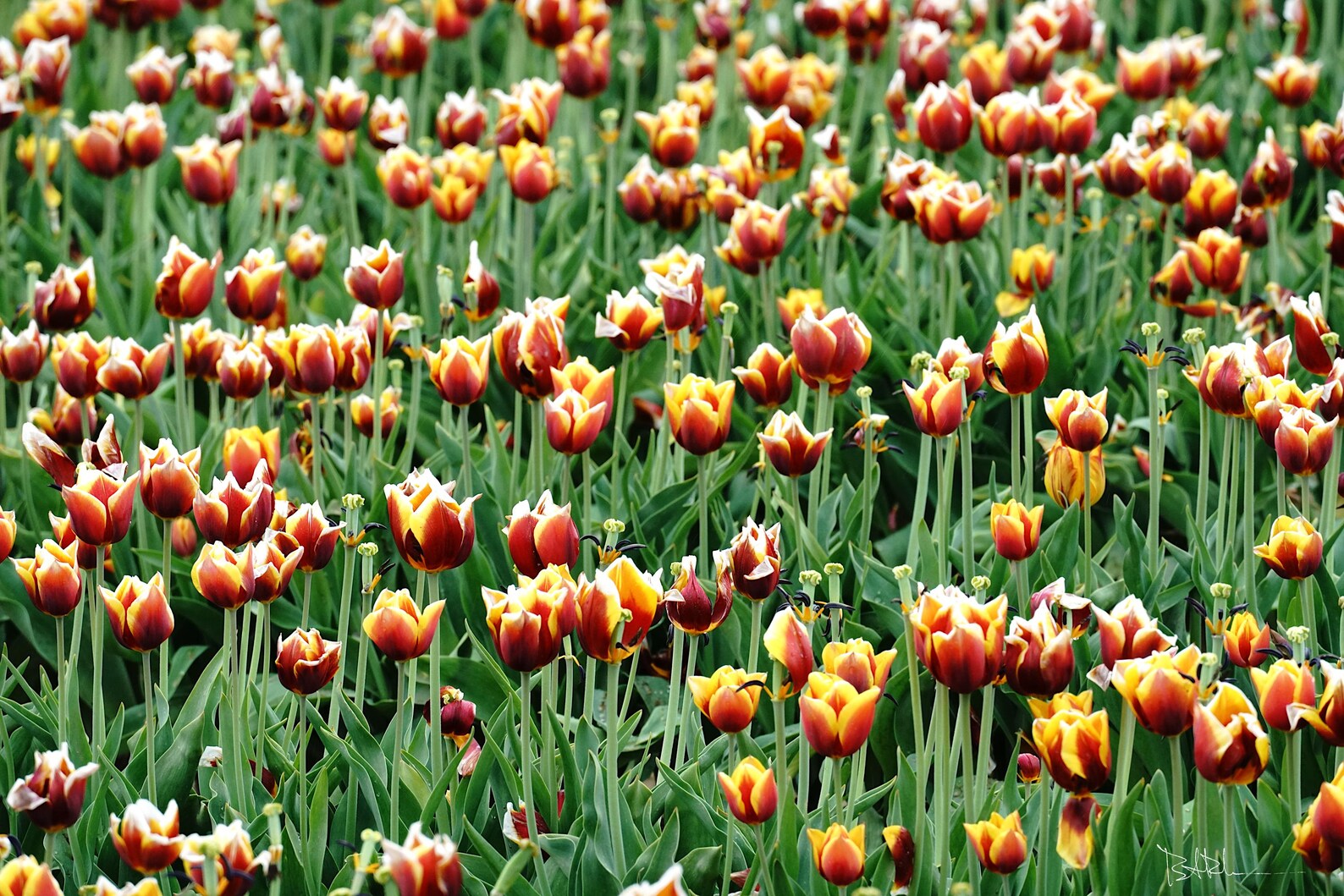 Halley's Comet Tulip Yellow and Fire Red Flower Wooden Shoe Tulip Farm ...