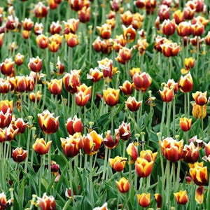 Halley's Comet Tulip Yellow and Fire Red Flower Wooden Shoe Tulip Farm ...