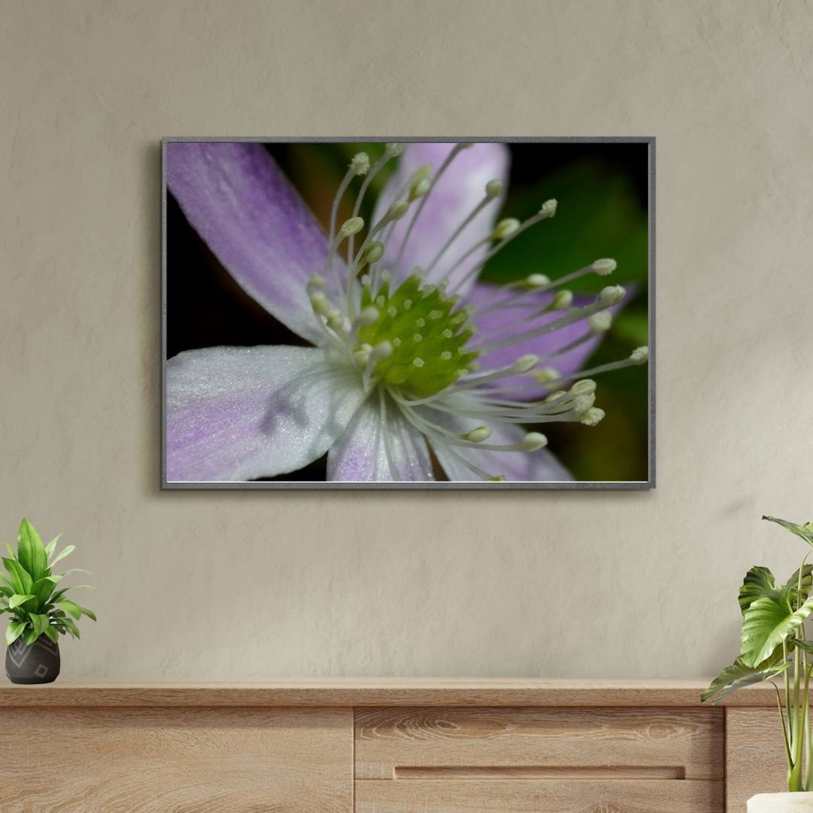 Oregon Anemone, (anemonoides Oregana) Wildflower Southern Oregon ...