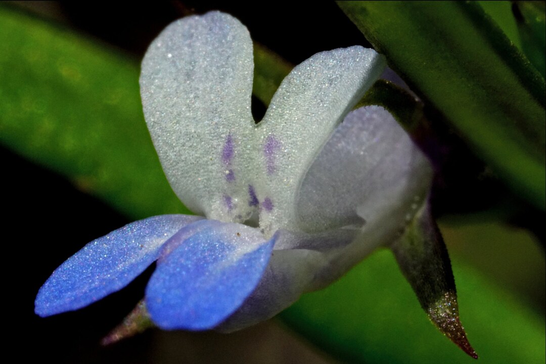Blue-eyed Mary Flower Macro Close-up - Etsy