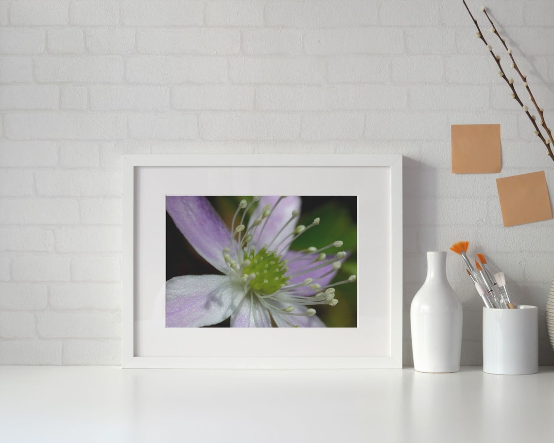 Oregon Anemone, (anemonoides Oregana) Wildflower Southern Oregon ...