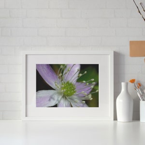 Oregon Anemone, (anemonoides Oregana) Wildflower Southern Oregon ...