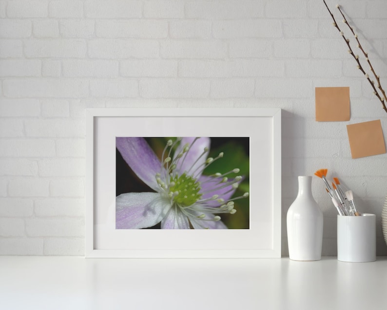 Oregon Anemone, (anemonoides Oregana) Wildflower Southern Oregon ...