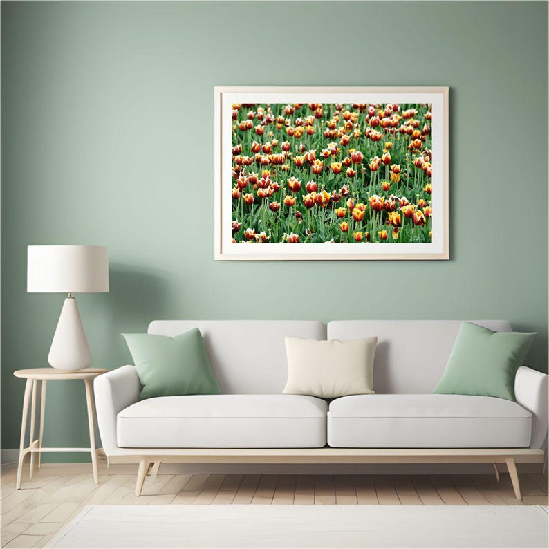 Halley's Comet Tulip Yellow and Fire Red Flower Wooden Shoe Tulip Farm ...