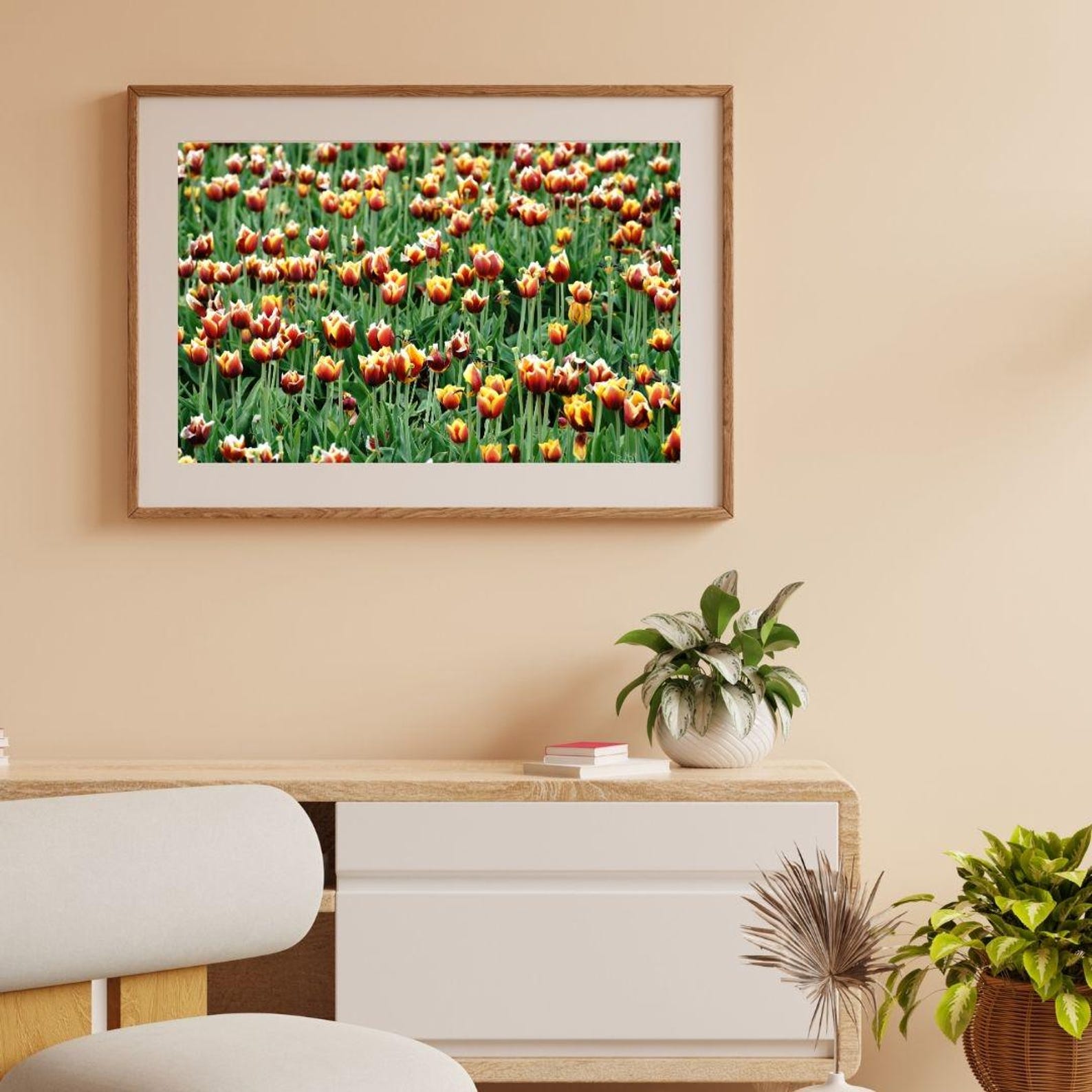 Halley's Comet Tulip Yellow and Fire Red Flower Wooden Shoe Tulip Farm ...