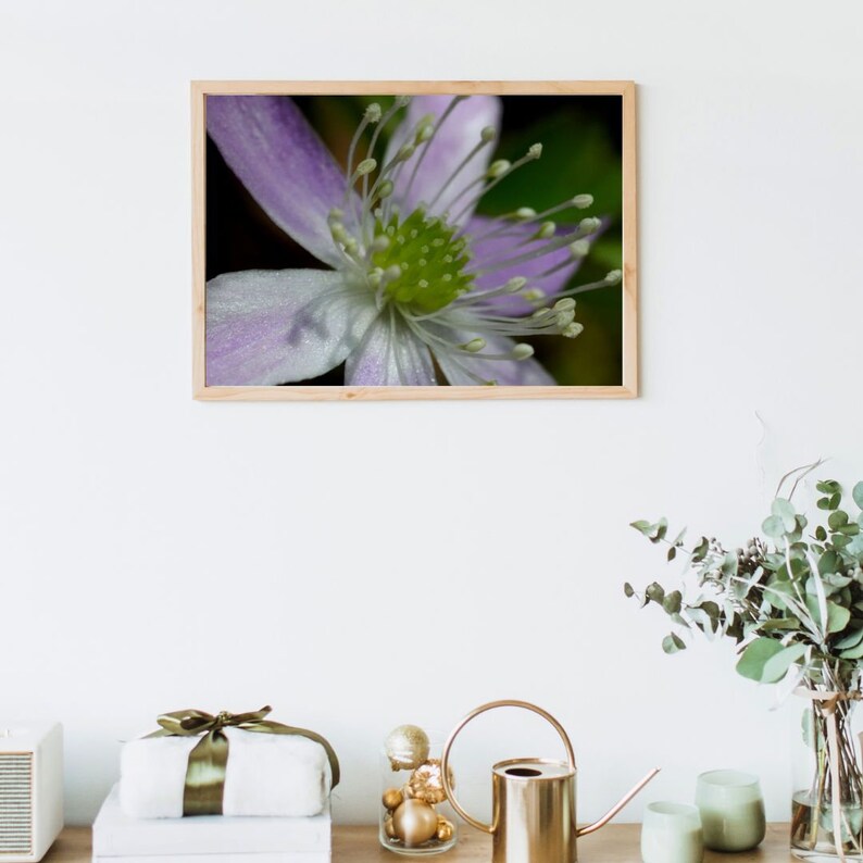 Oregon Anemone, (anemonoides Oregana) Wildflower Southern Oregon ...