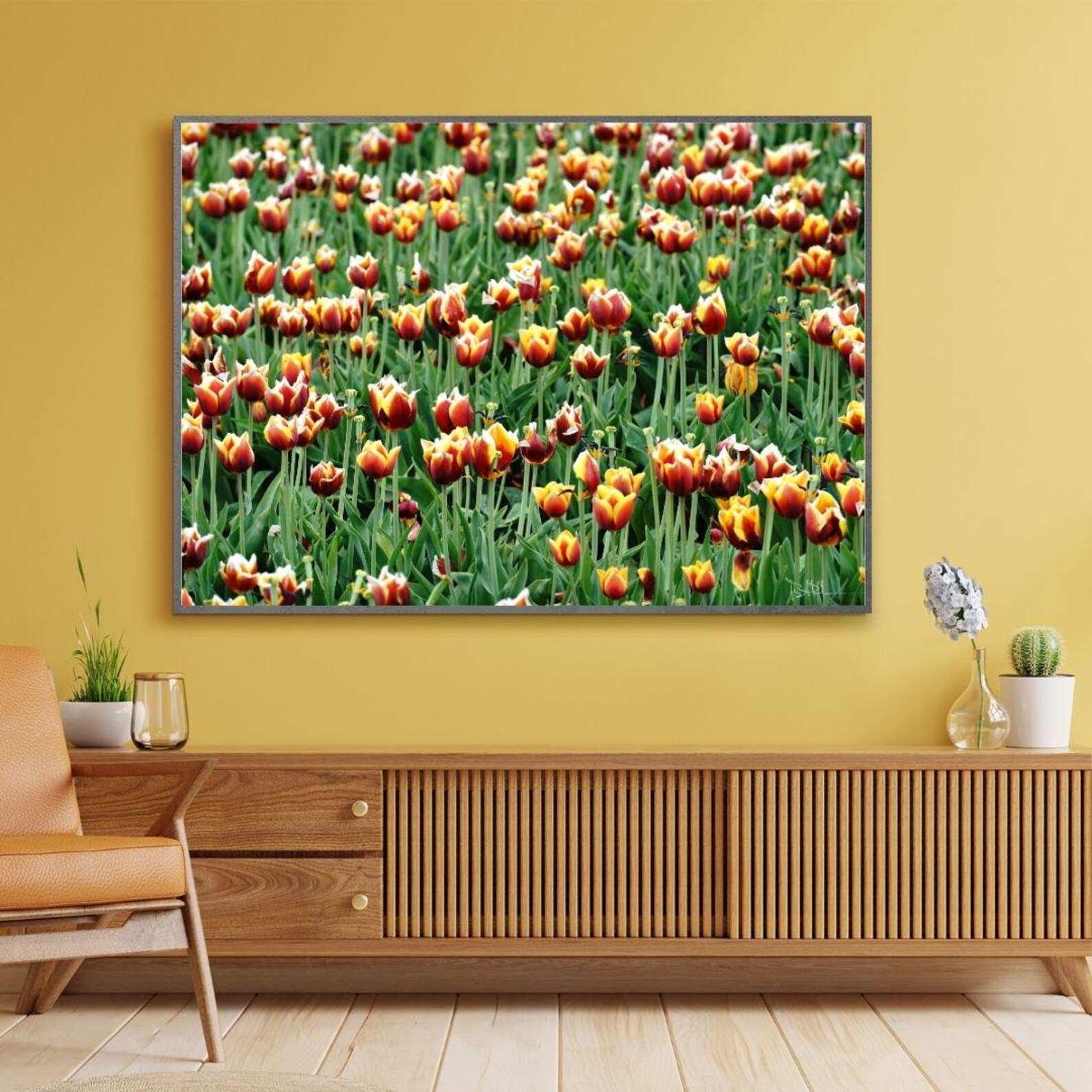 Halley's Comet Tulip Yellow and Fire Red Flower Wooden Shoe Tulip Farm ...