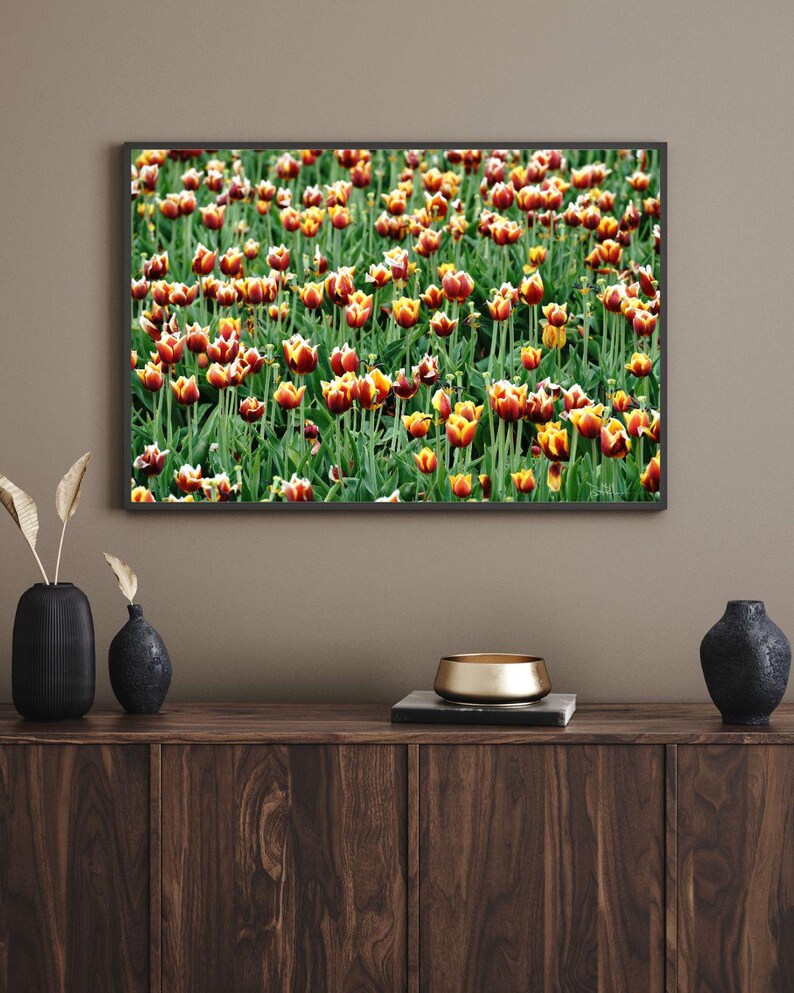 Halley's Comet Tulip Yellow and Fire Red Flower Wooden Shoe Tulip Farm ...